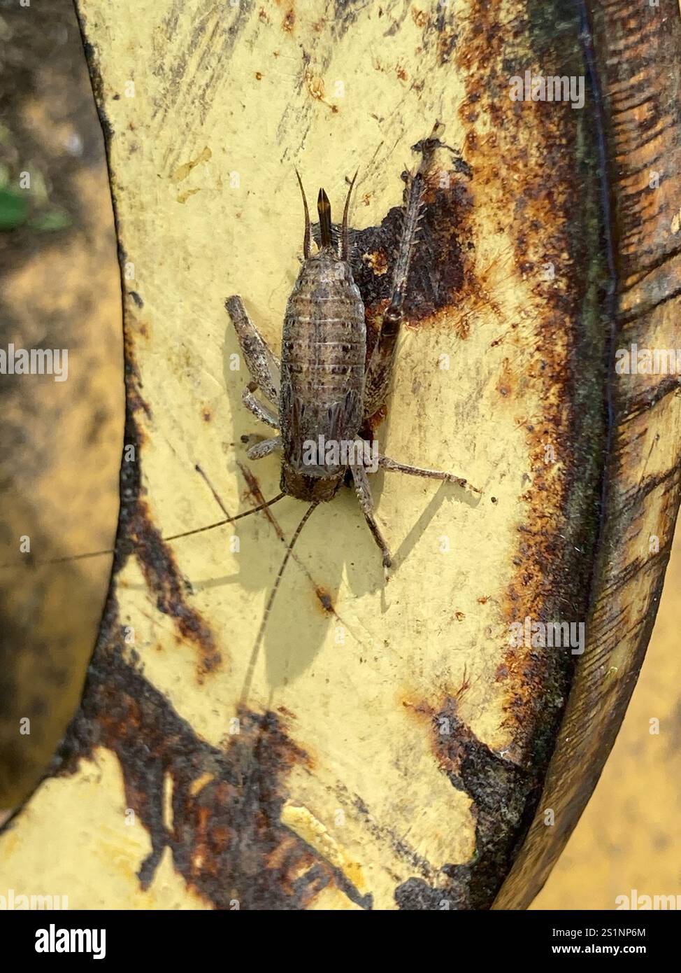 True Crickets and Allies (Grylloidea Stock Photo - Alamy