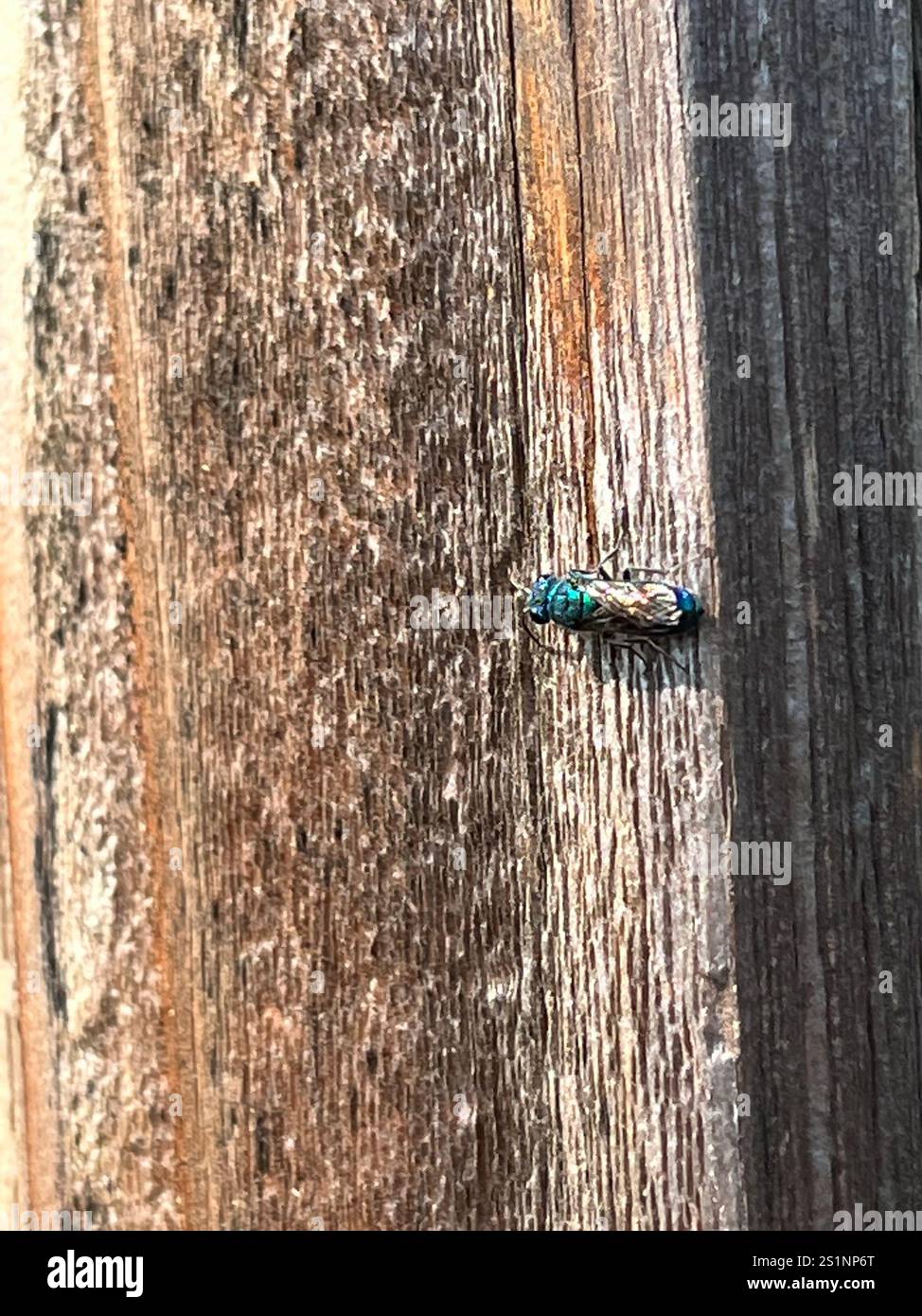 Ruby-tailed Cuckoo Wasps (Chrysis ignita Stock Photo - Alamy