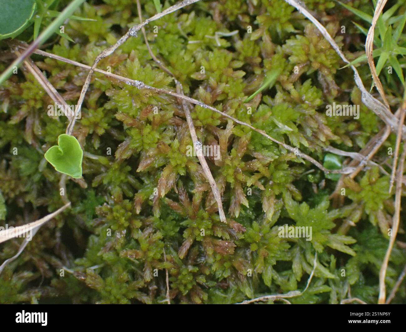 Sphagnum mosses (Sphagnum Stock Photo - Alamy