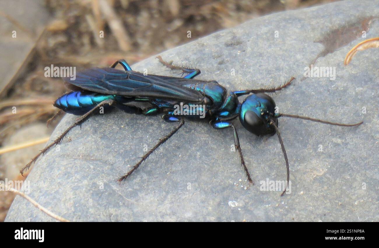 Steel-blue Cricket-hunter Wasp (Chlorion aerarium Stock Photo - Alamy