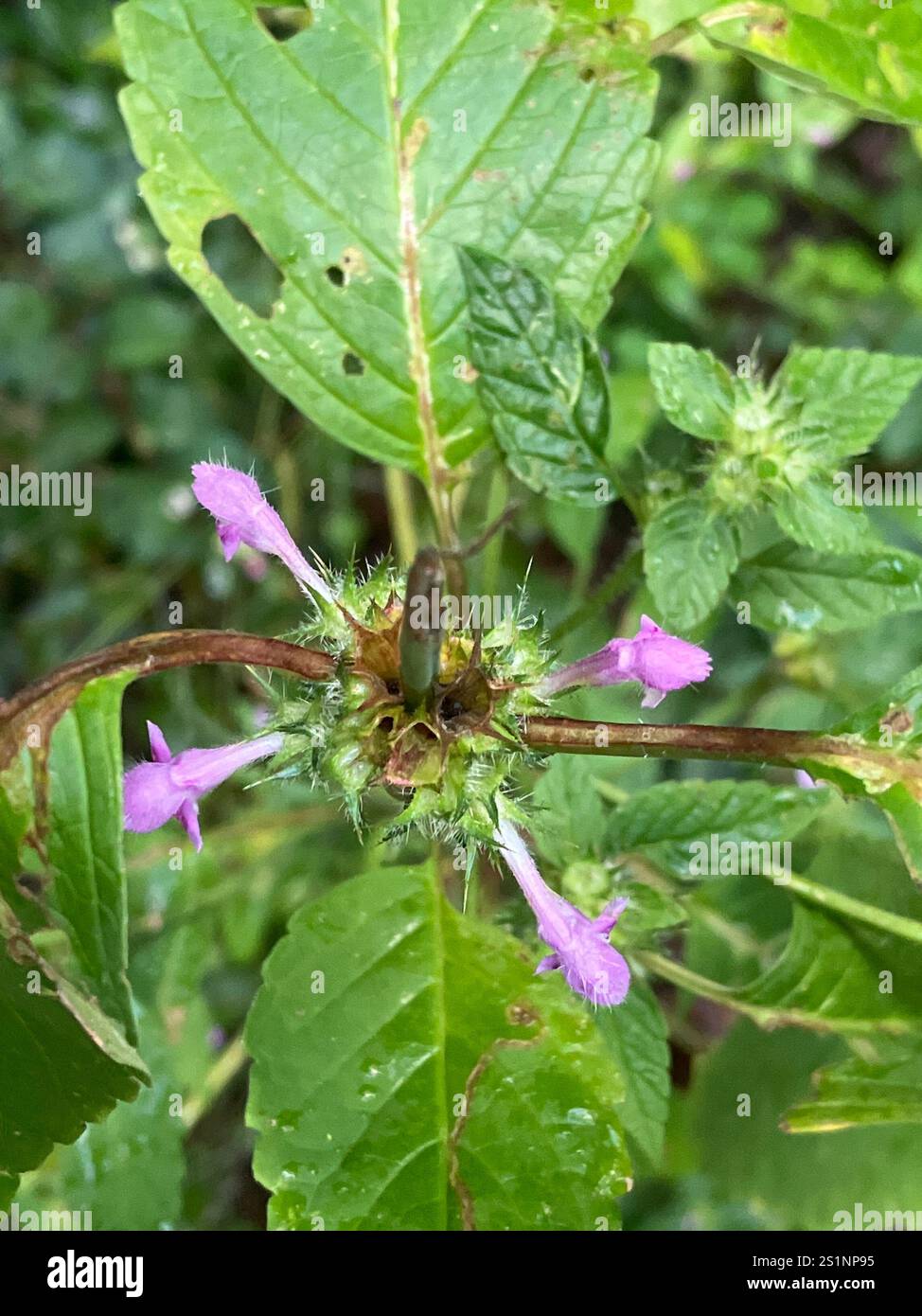 Common hemp-nettle (Galeopsis tetrahit Stock Photo - Alamy