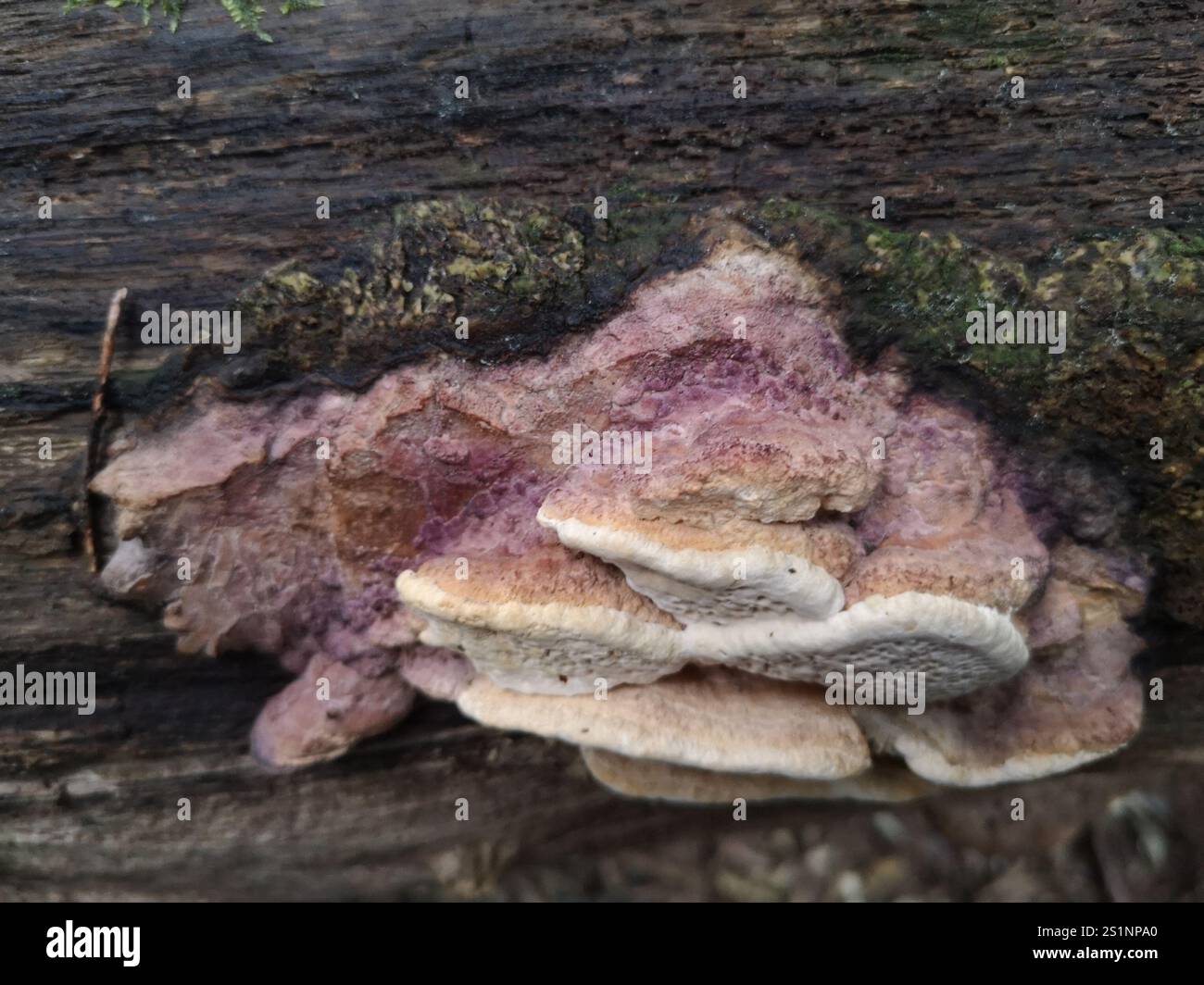 Oak mazegill (Fomitopsis quercina Stock Photo - Alamy