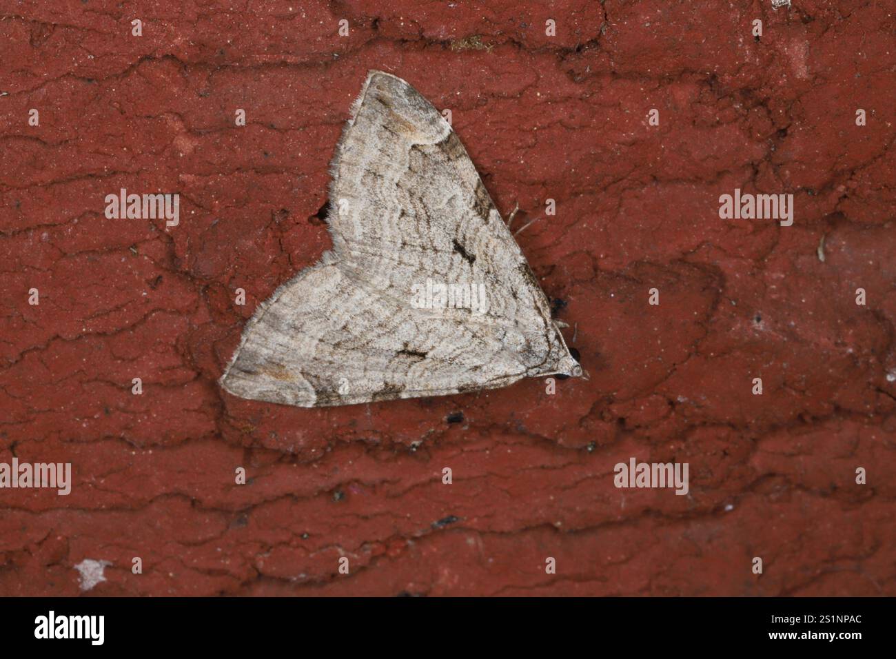 Treble Bar (Aplocera plagiata Stock Photo - Alamy