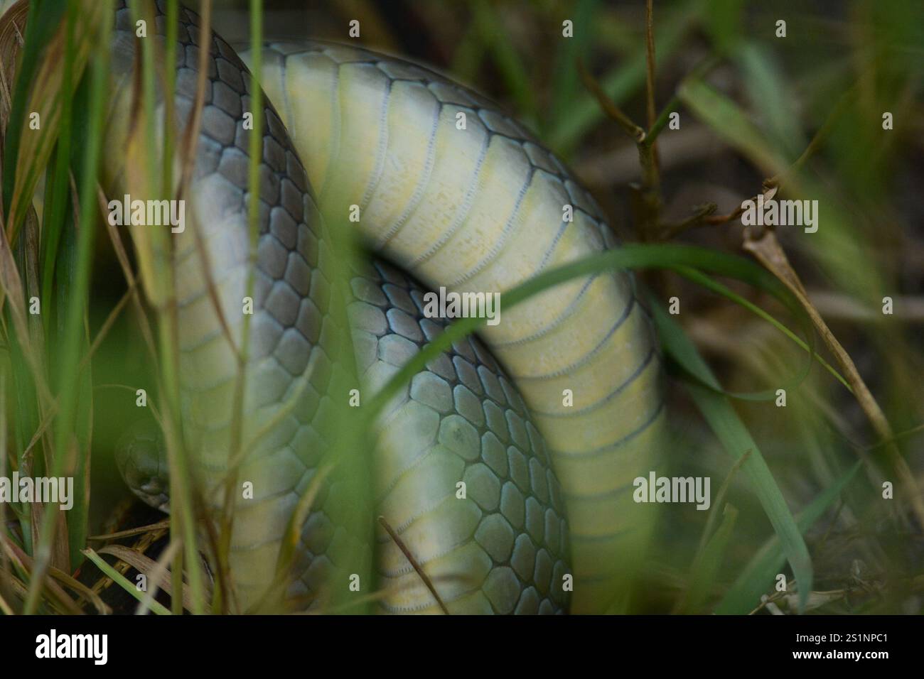 Western Yellow-bellied Racer (Coluber constrictor mormon Stock Photo ...