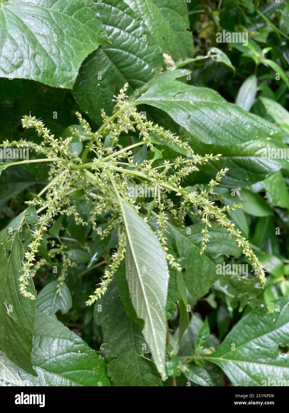 wood nettle (Laportea canadensis Stock Photo - Alamy