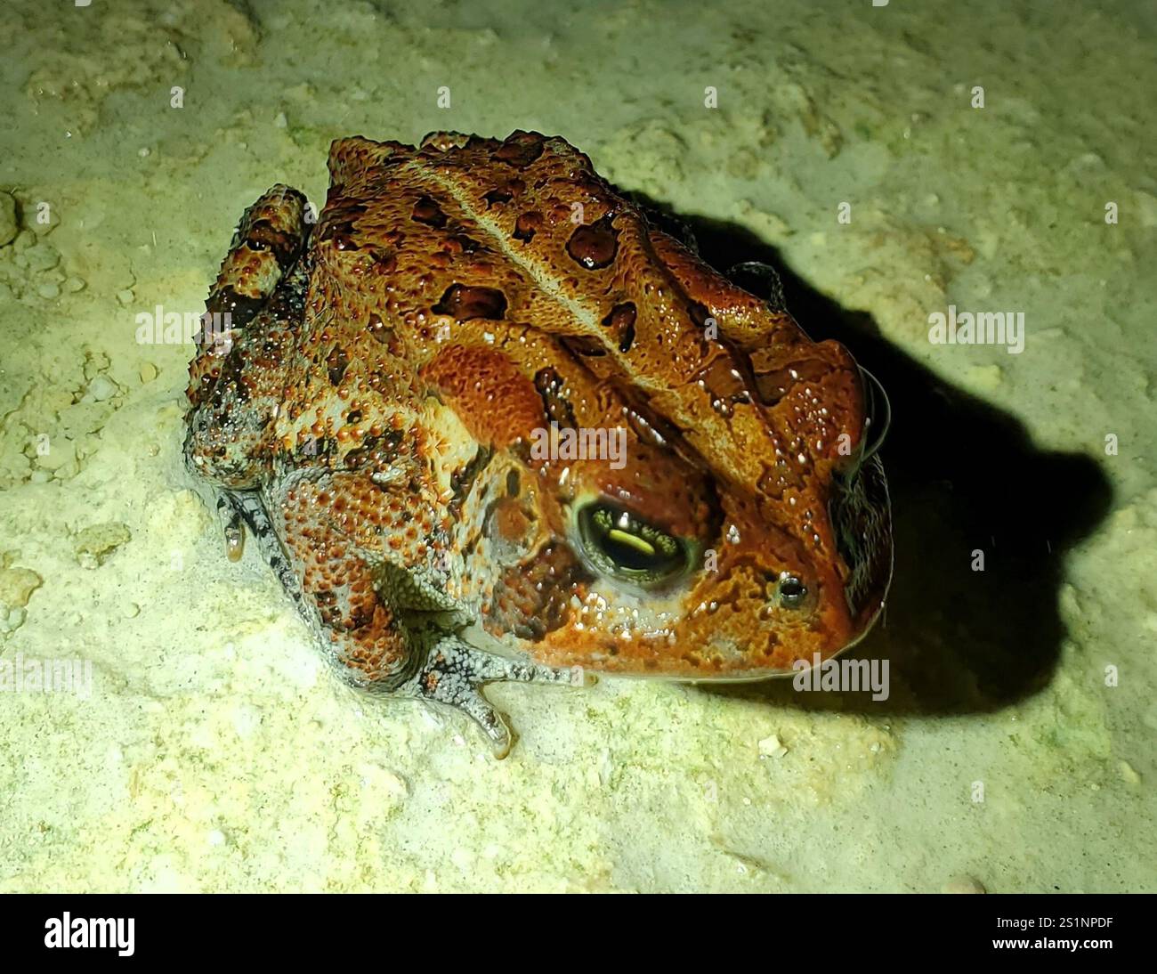 Southern Toad (Anaxyrus terrestris Stock Photo - Alamy