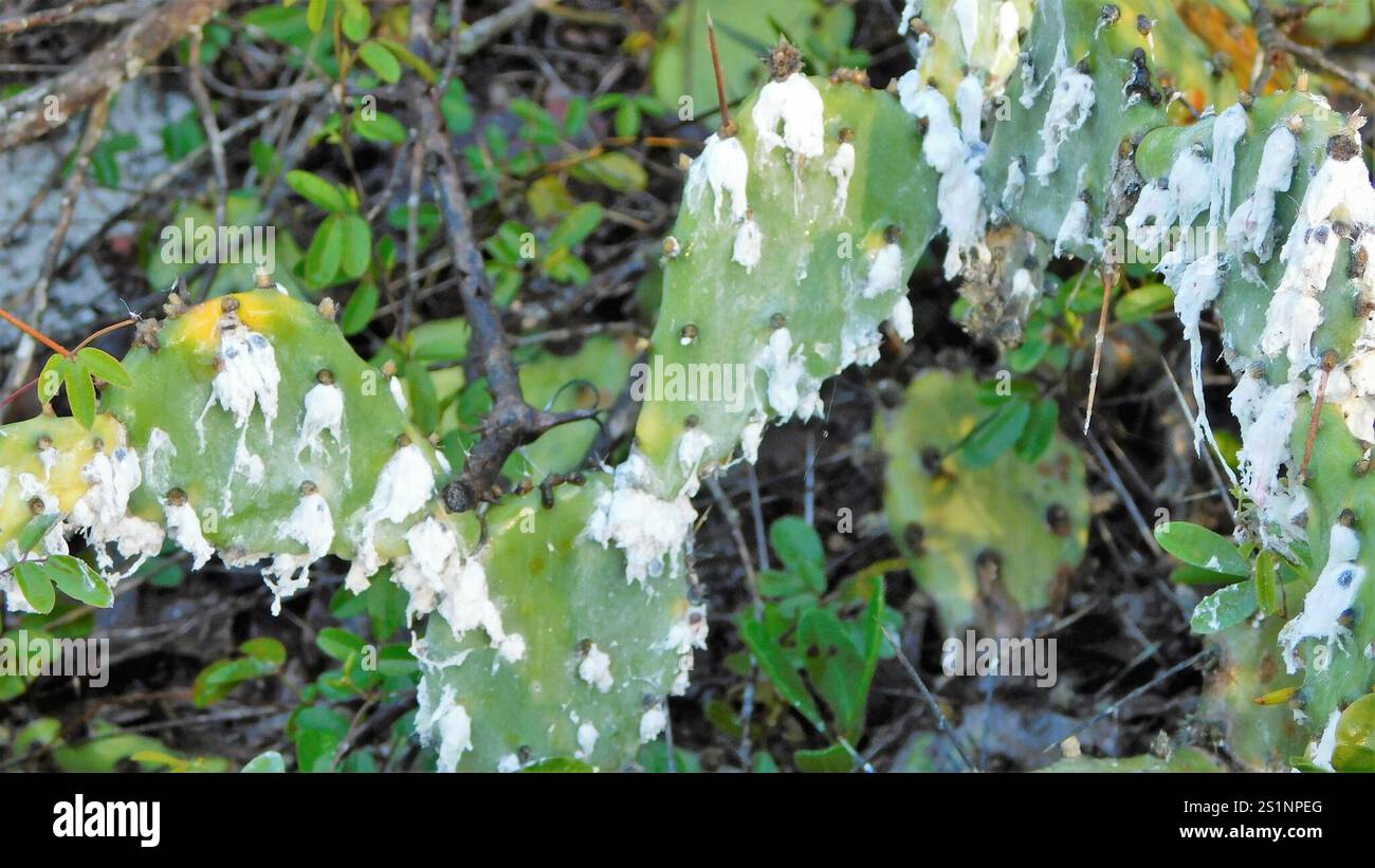 American cochineal bug (Dactylopius confusus Stock Photo - Alamy