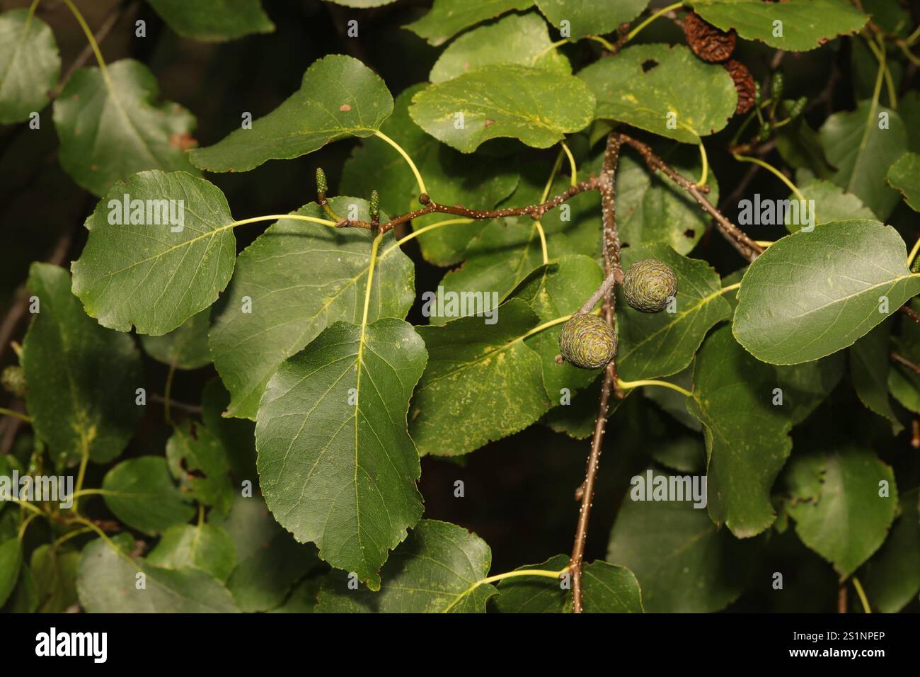 Italian alder (Alnus cordata Stock Photo - Alamy