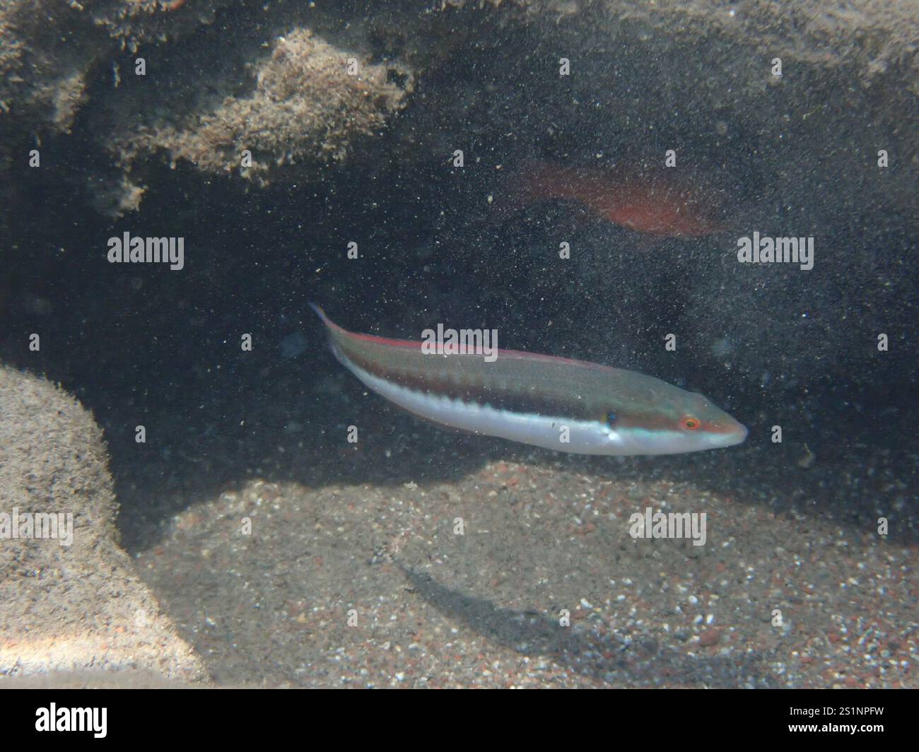 Mediterranean Rainbow Wrasse (Coris julis Stock Photo - Alamy