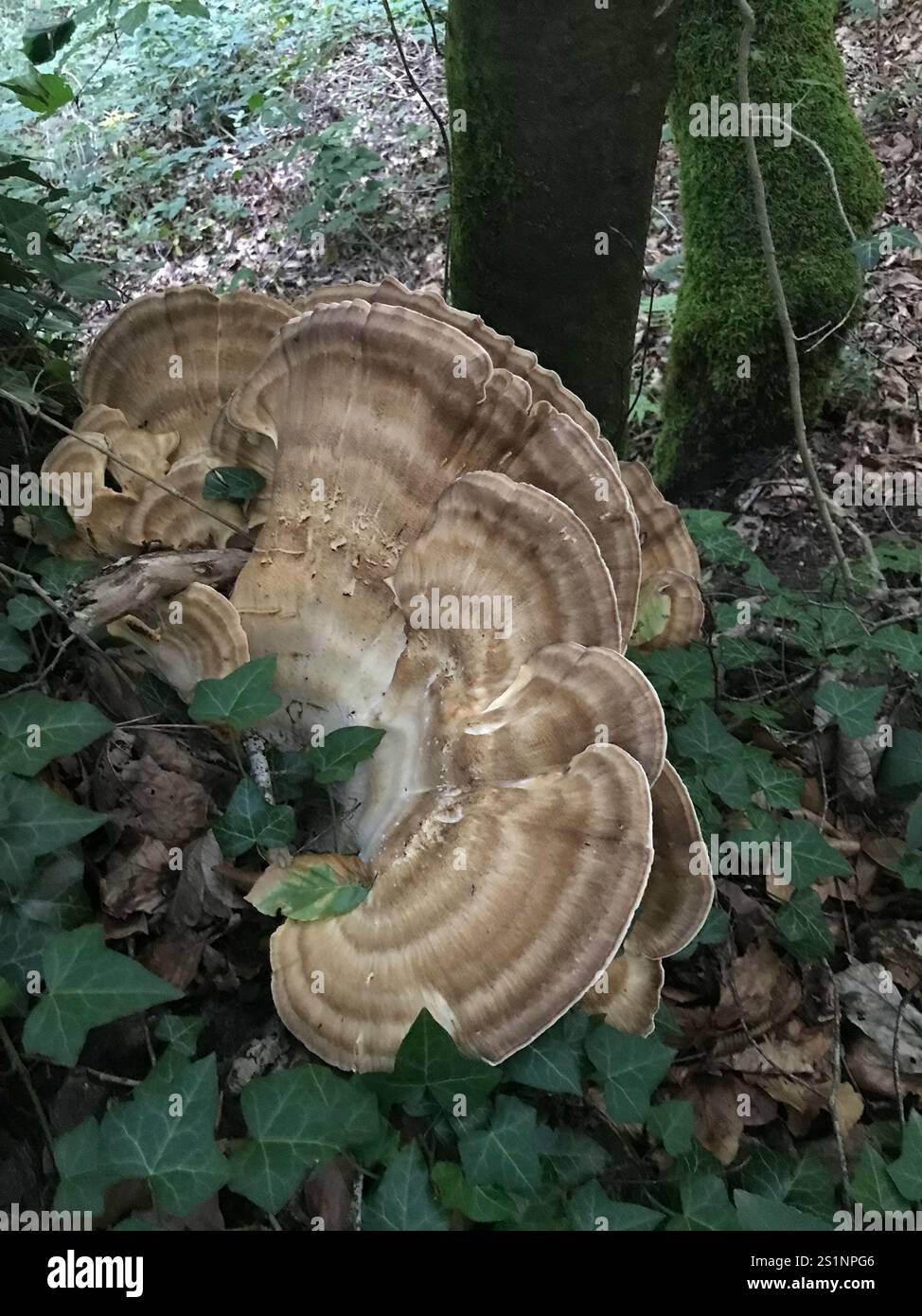 Giant Polypore (Meripilus giganteus Stock Photo - Alamy