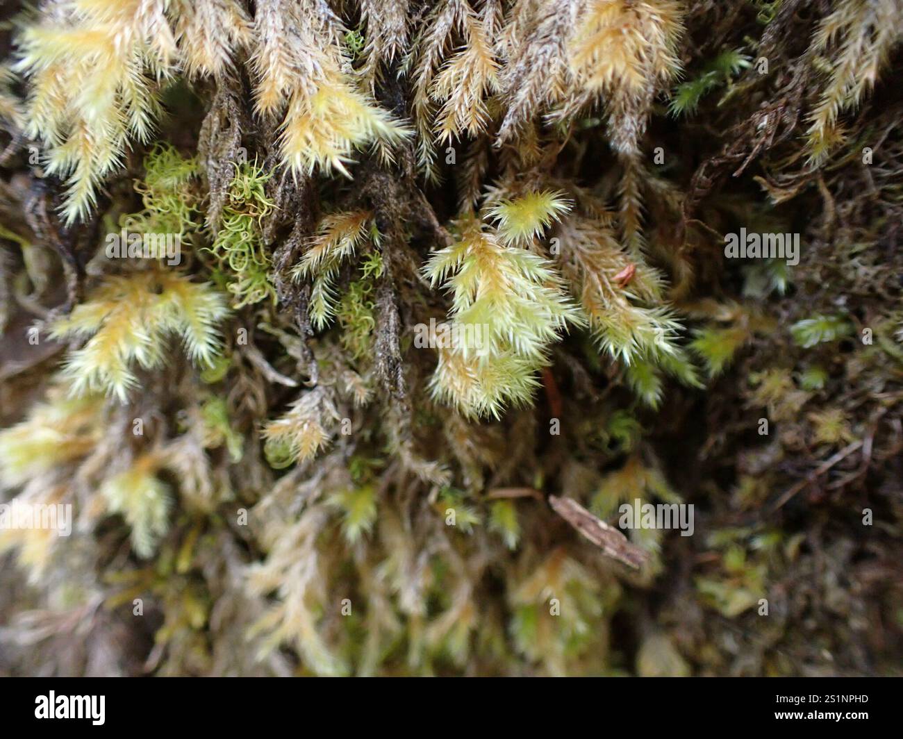 Cat's Tail Moss (Pseudisothecium stoloniferum Stock Photo - Alamy