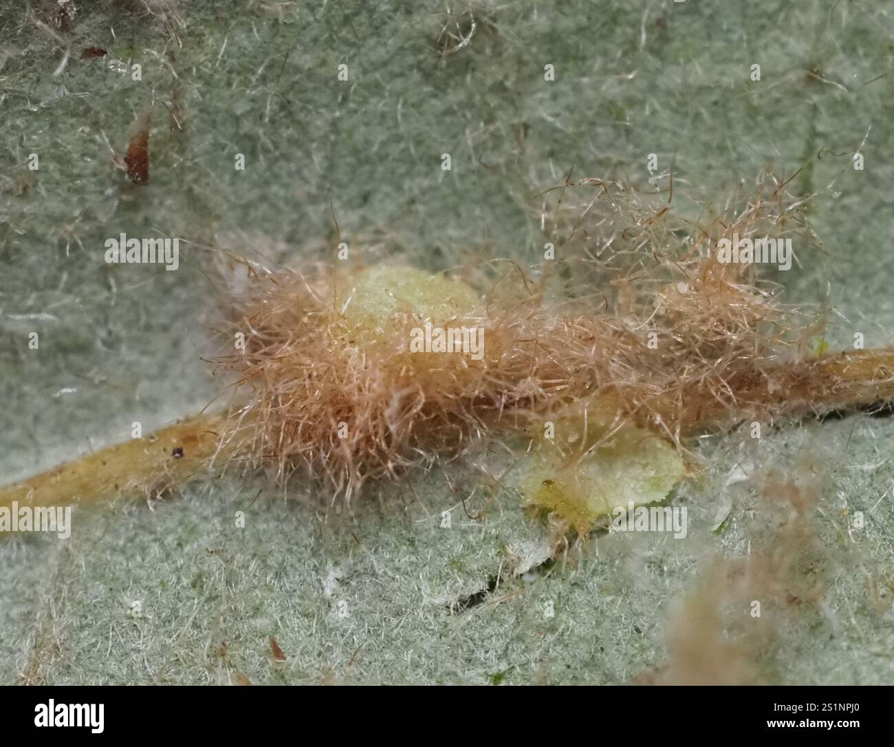 oak flake gall wasp (Neuroterus quercusverrucarum Stock Photo - Alamy