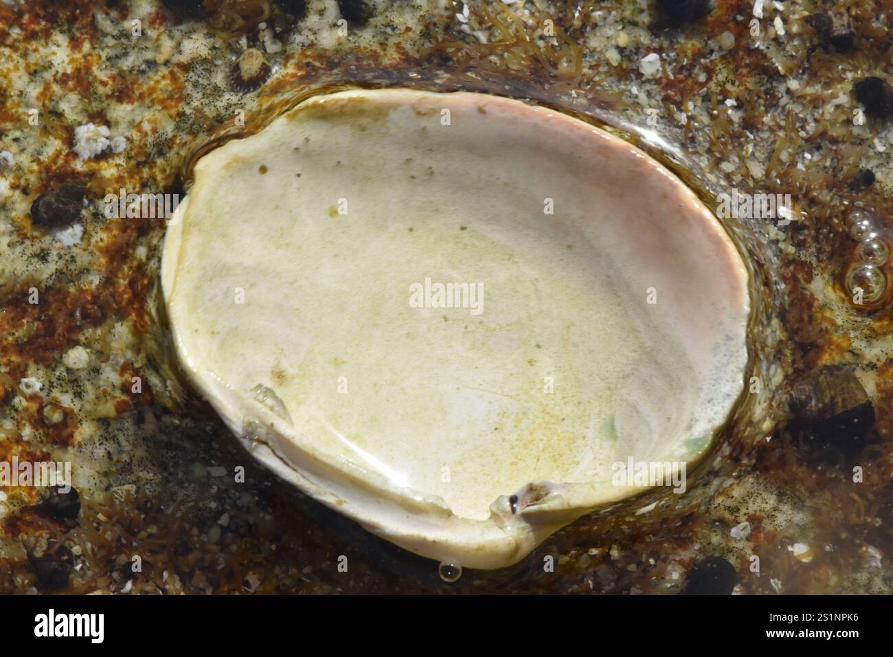 Butter Clam (Saxidomus gigantea Stock Photo - Alamy
