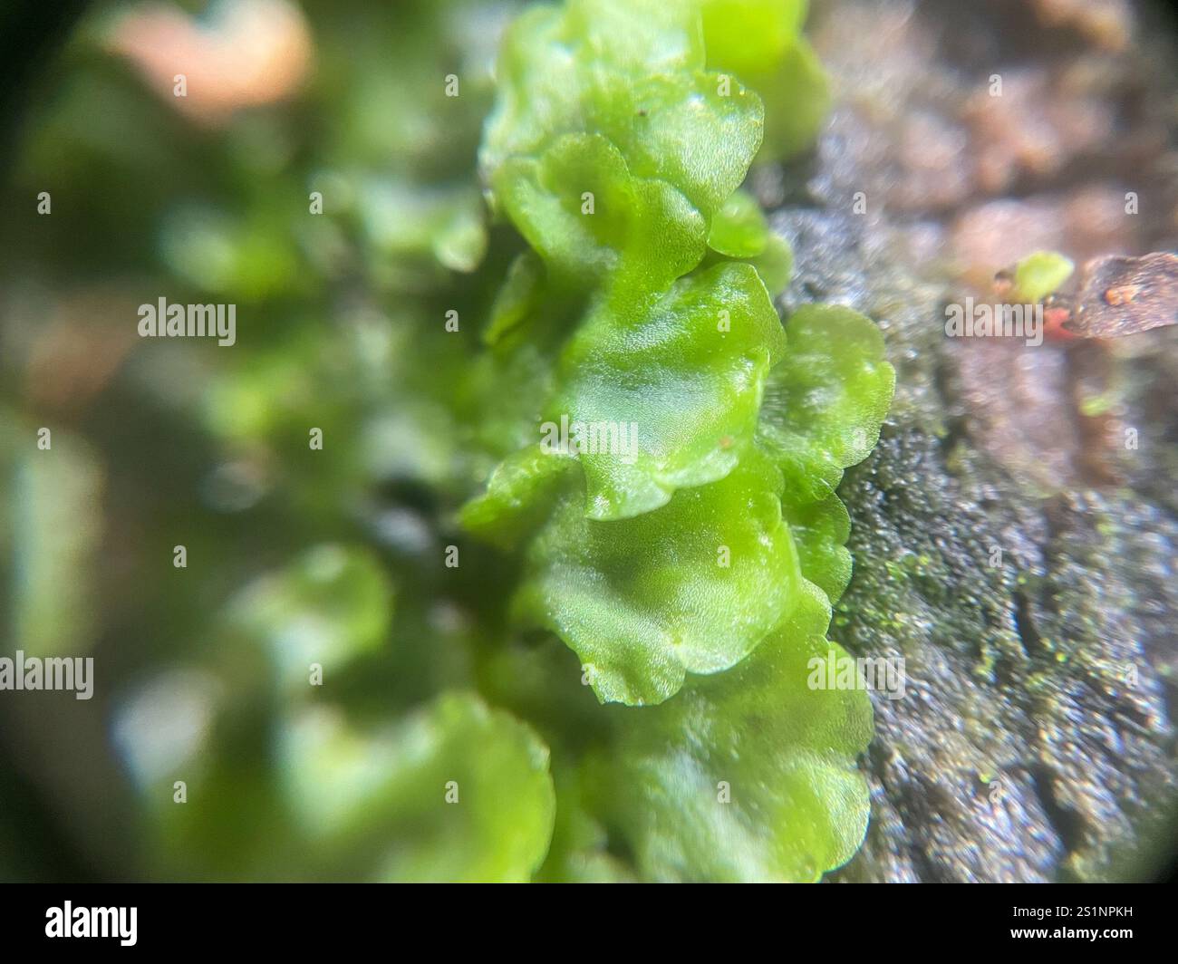 Pellia and allies (Pelliaceae Stock Photo - Alamy