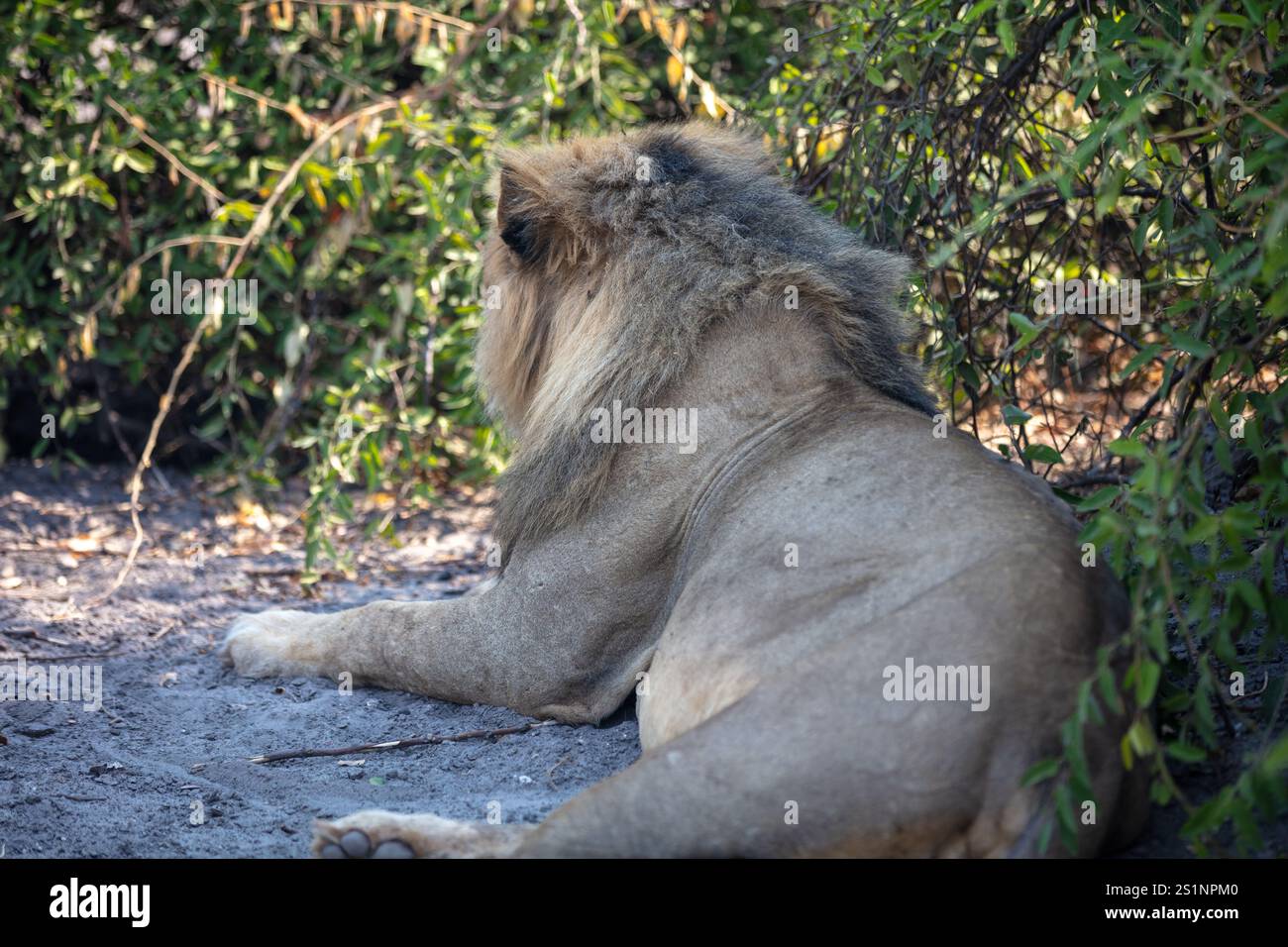 Lion resting rear view. The wild male animal lying on ground, green ...
