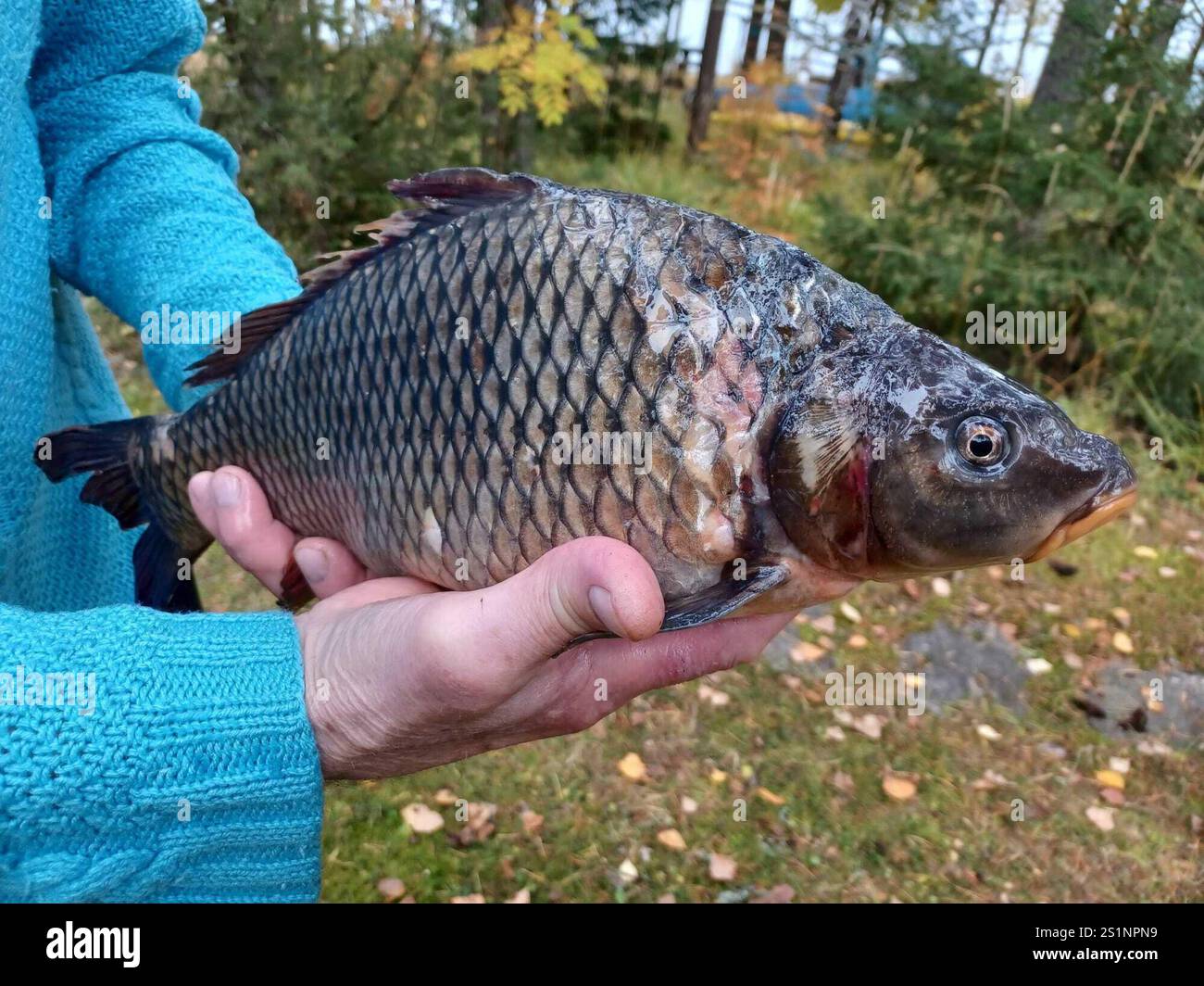 European Carp (Cyprinus carpio Stock Photo - Alamy