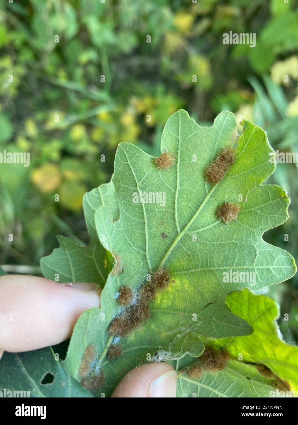 oak flake gall wasp (Neuroterus quercusverrucarum Stock Photo - Alamy