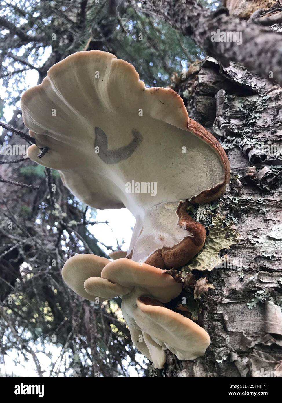 Resinous Polypore (Ischnoderma resinosum Stock Photo - Alamy