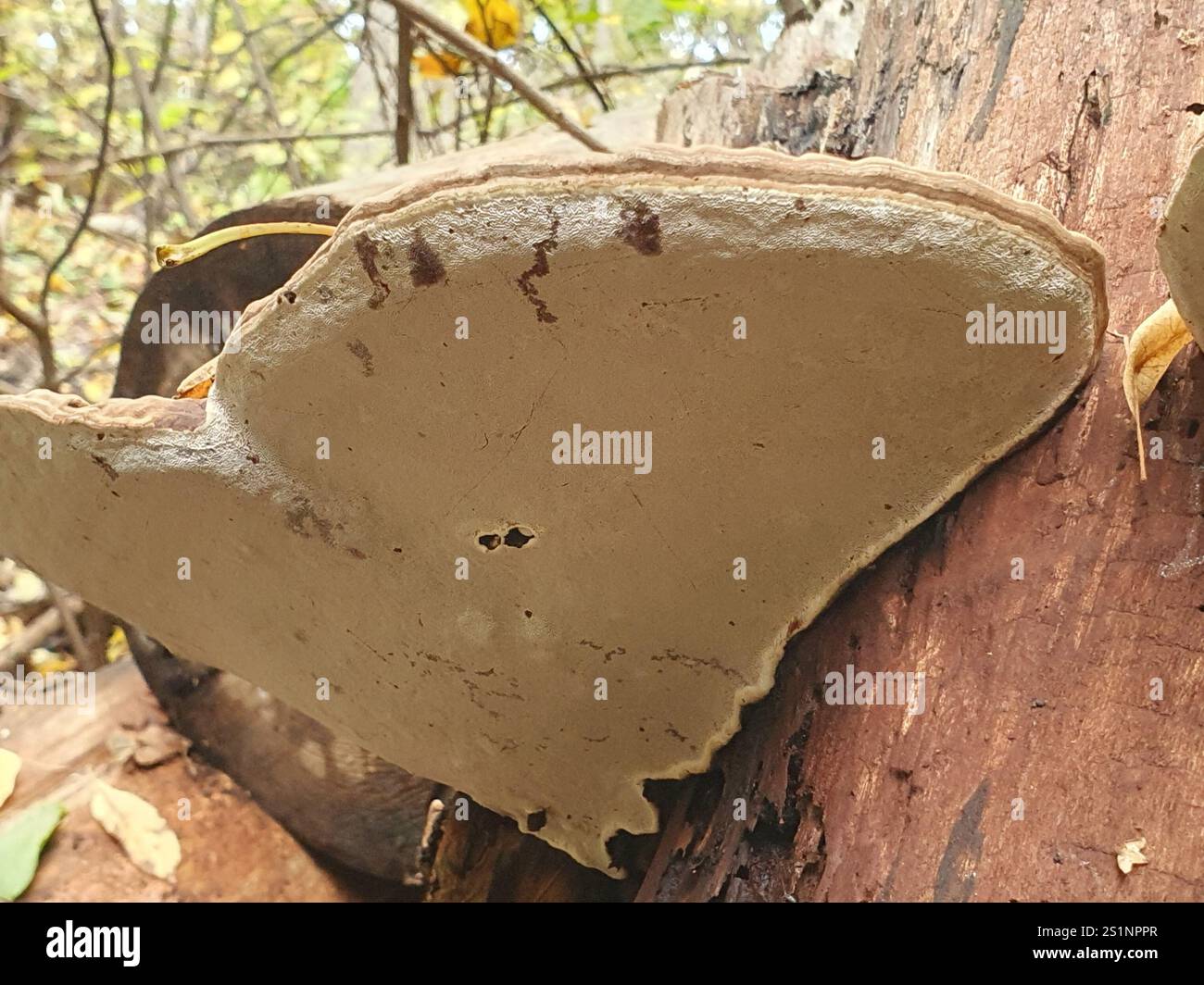 artist's bracket (Ganoderma applanatum Stock Photo - Alamy
