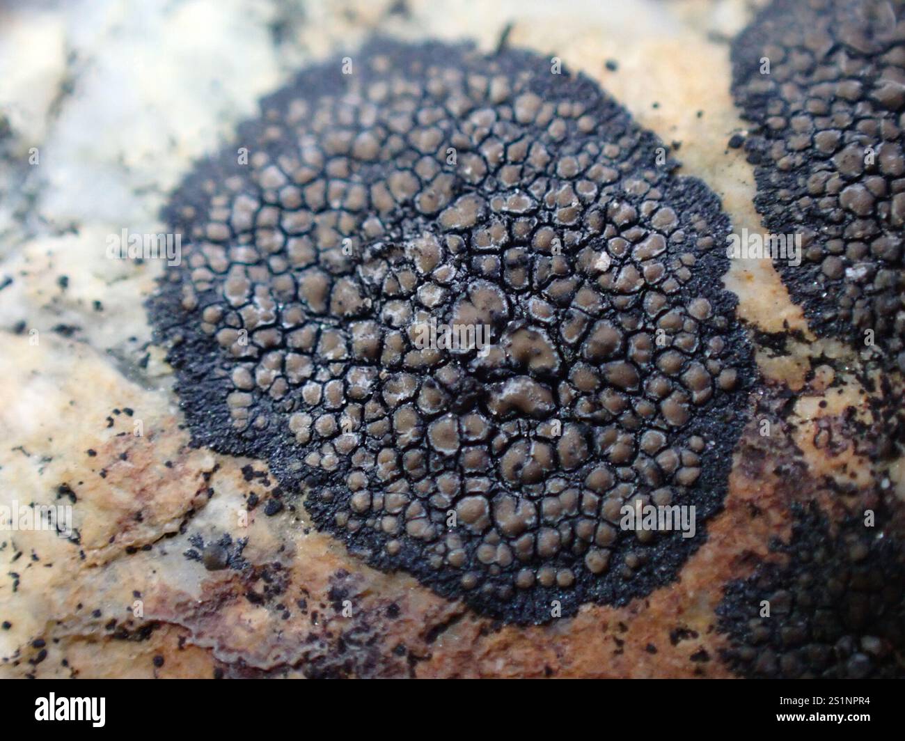Tile Lichens (Lecidea Stock Photo - Alamy