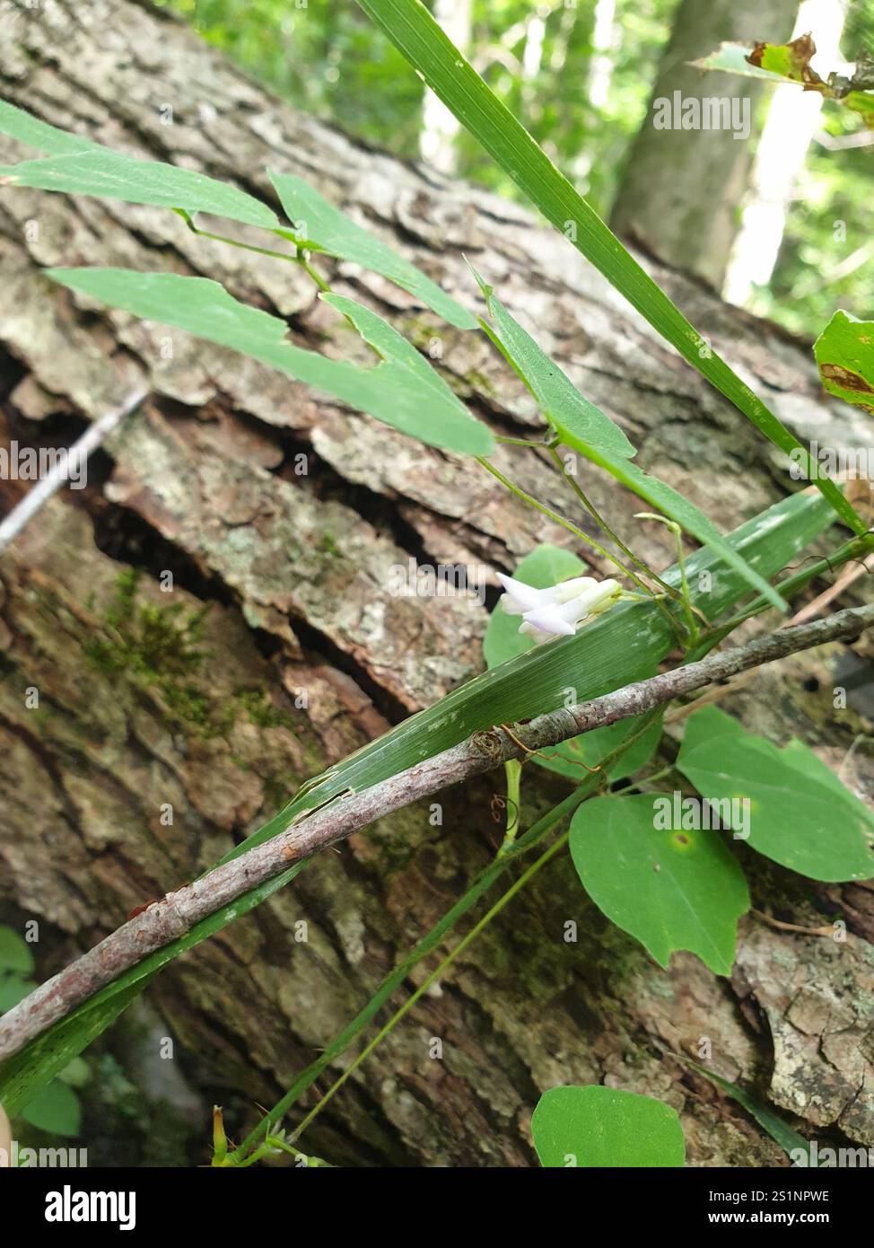 American hog-peanut (Amphicarpaea bracteata Stock Photo - Alamy
