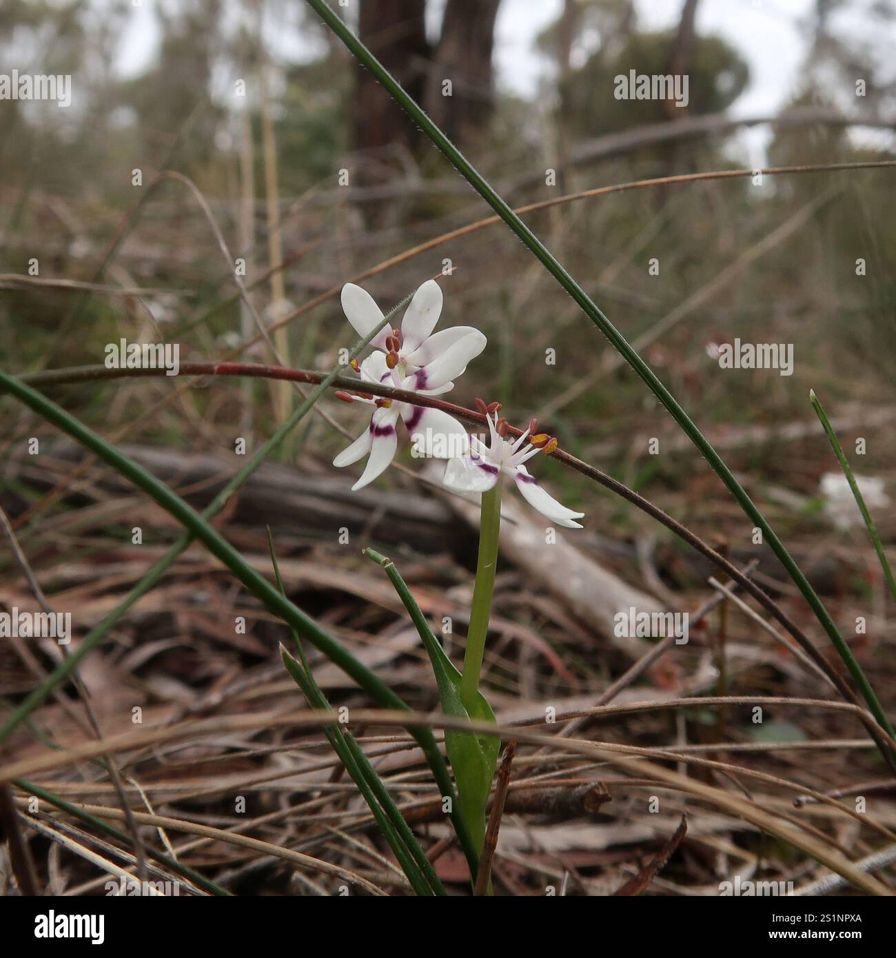 Early Nancy (Wurmbea dioica Stock Photo - Alamy