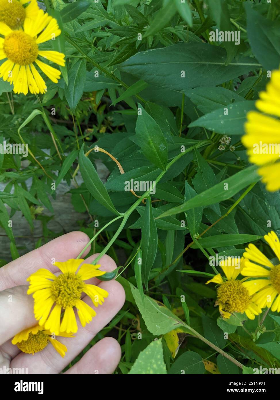 common sneezeweed (Helenium autumnale Stock Photo - Alamy