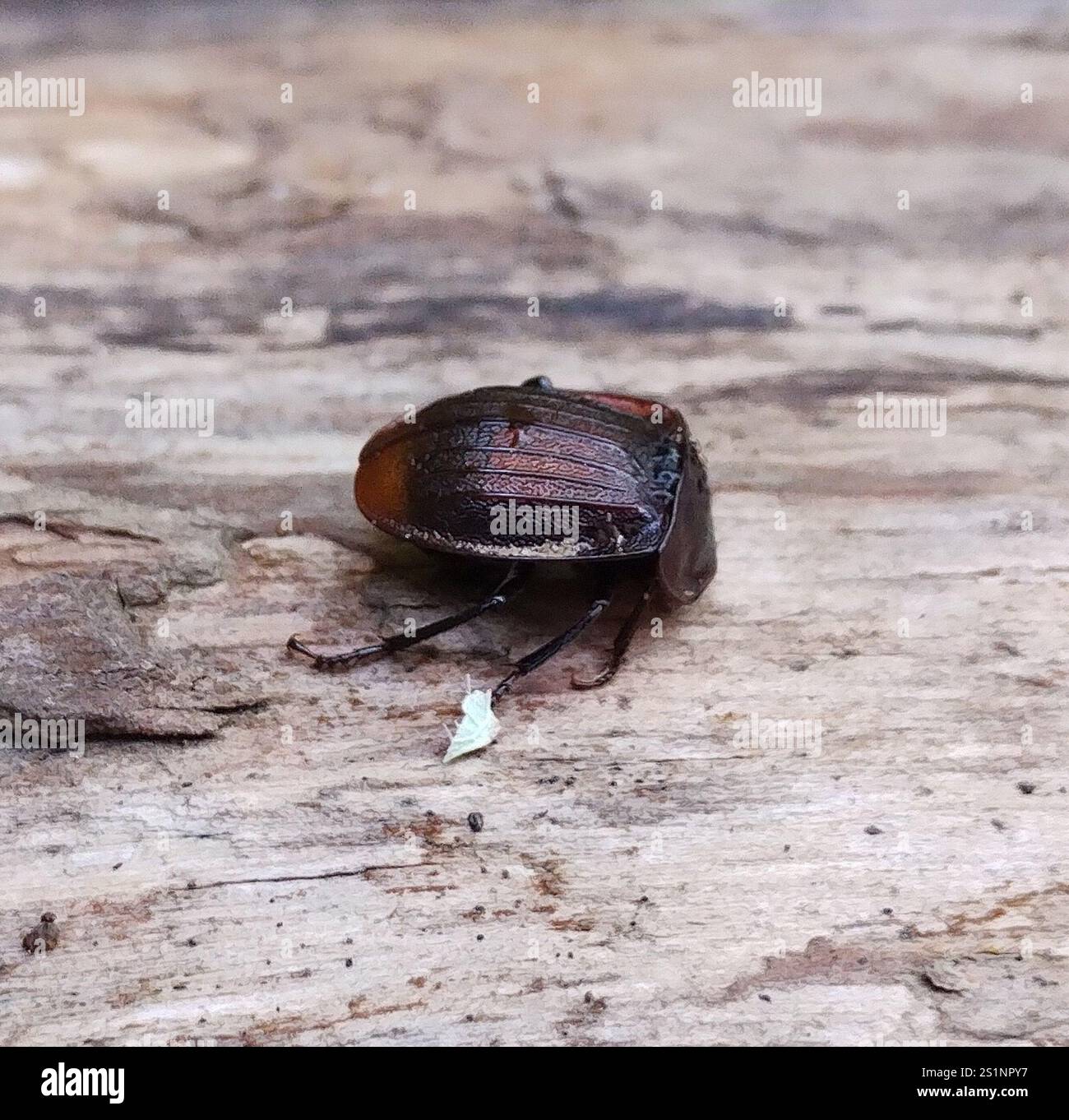 Black snail beetle (Phosphuga atrata Stock Photo - Alamy