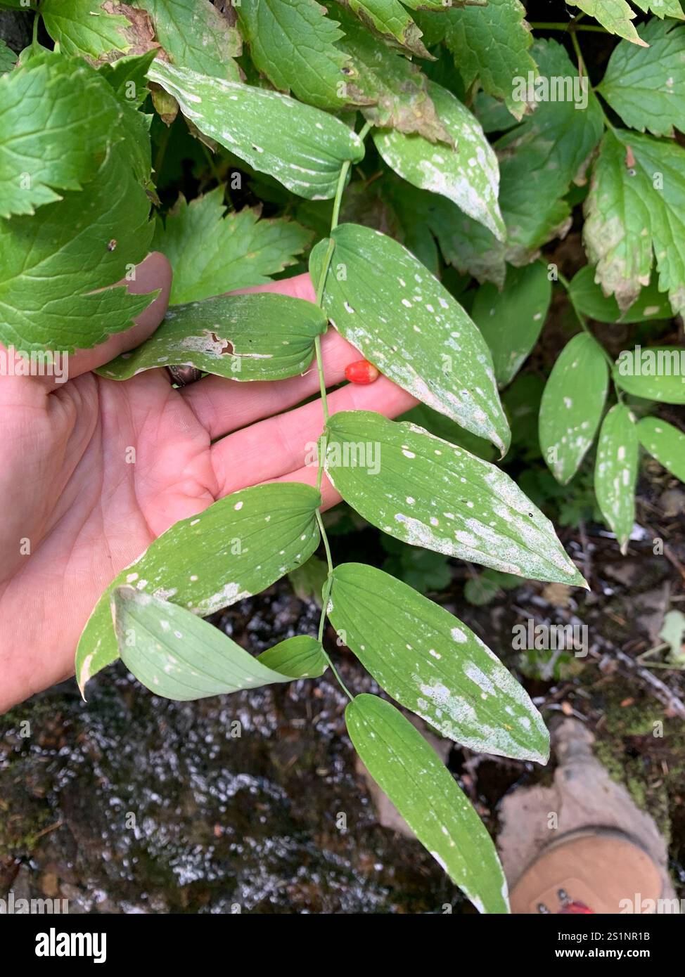 white twisted-stalk (Streptopus amplexifolius Stock Photo - Alamy