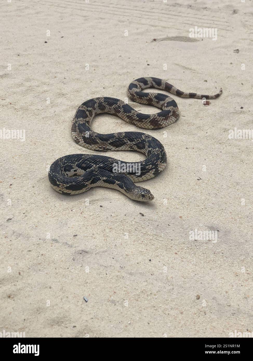 Northern Pine Snake (Pituophis melanoleucus melanoleucus Stock Photo ...