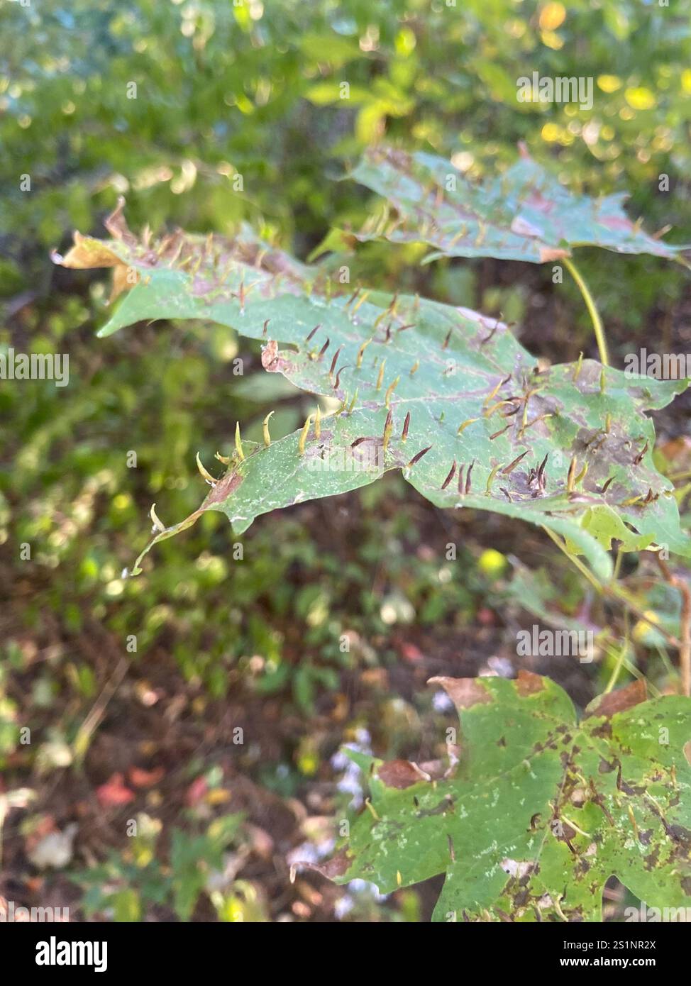 Maple Spindle Gall Mite (Vasates aceriscrumena Stock Photo - Alamy