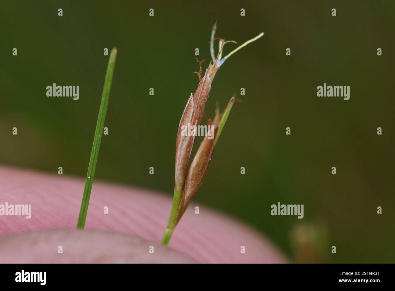 Horned Beakrush (Rhynchospora capillacea Stock Photo - Alamy