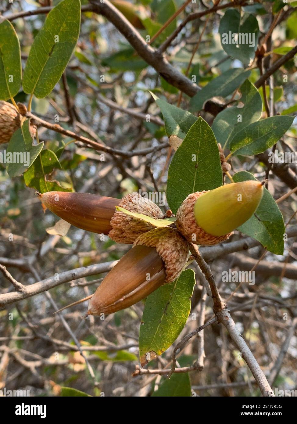 interior live oak (Quercus wislizeni Stock Photo - Alamy