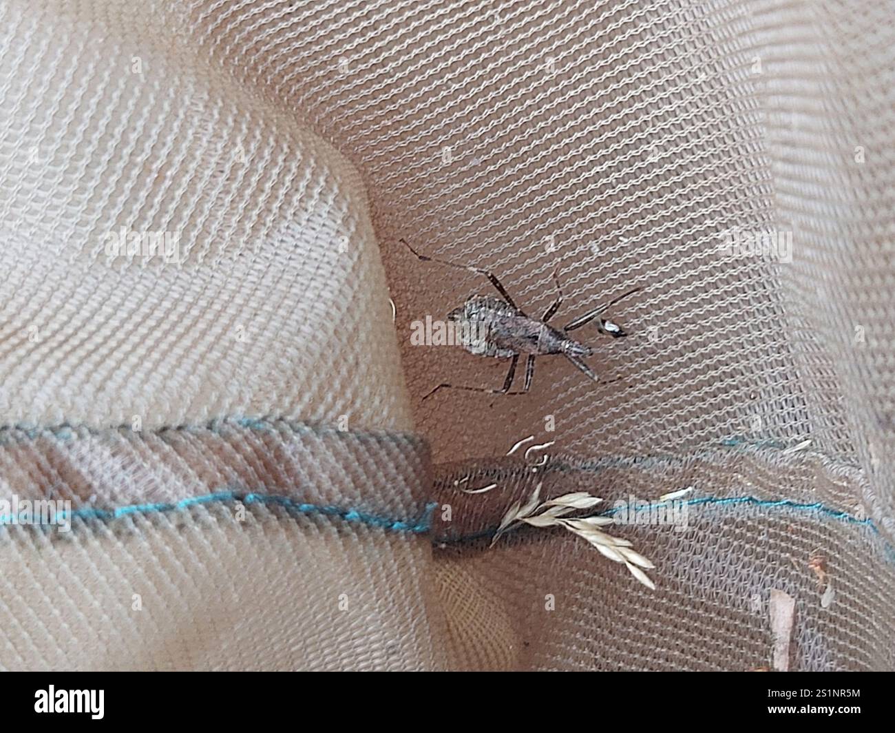 Tree Damsel Bug (Himacerus apterus Stock Photo - Alamy