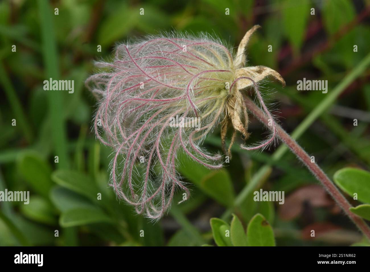 prairie smoke (Geum triflorum Stock Photo - Alamy