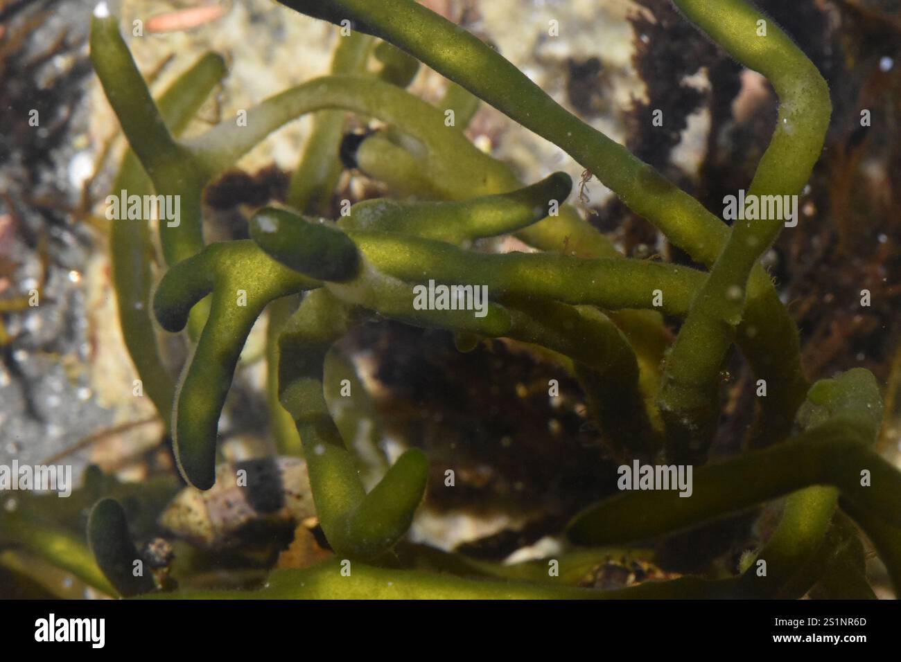 Dead Man's Fingers (Codium fragile Stock Photo - Alamy