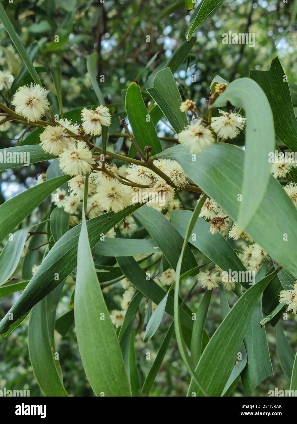 blackwood (Acacia melanoxylon Stock Photo - Alamy