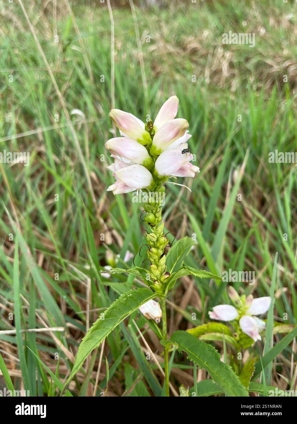 white turtlehead (Chelone glabra Stock Photo - Alamy