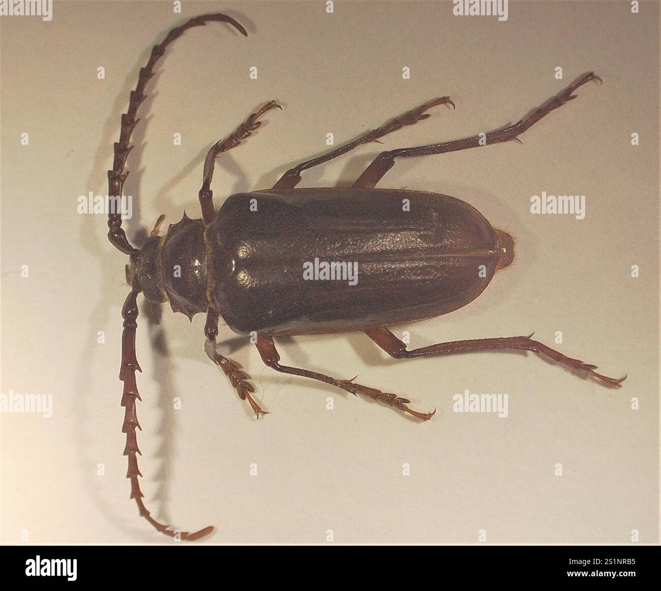 California Root Borer (Prionus californicus Stock Photo - Alamy