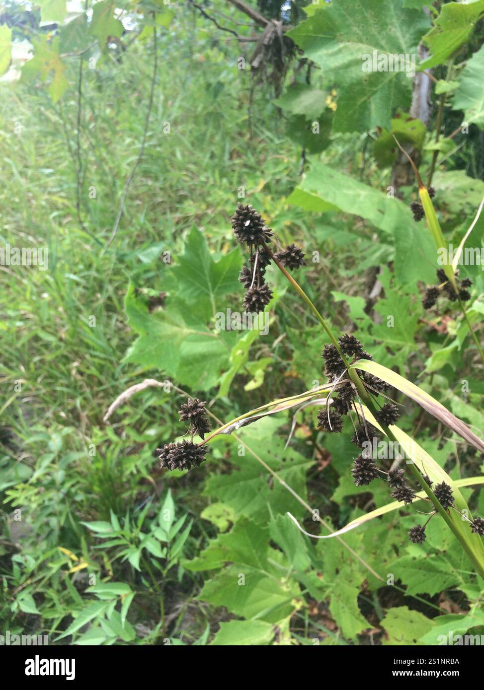 dark green bulrush (Scirpus atrovirens Stock Photo - Alamy