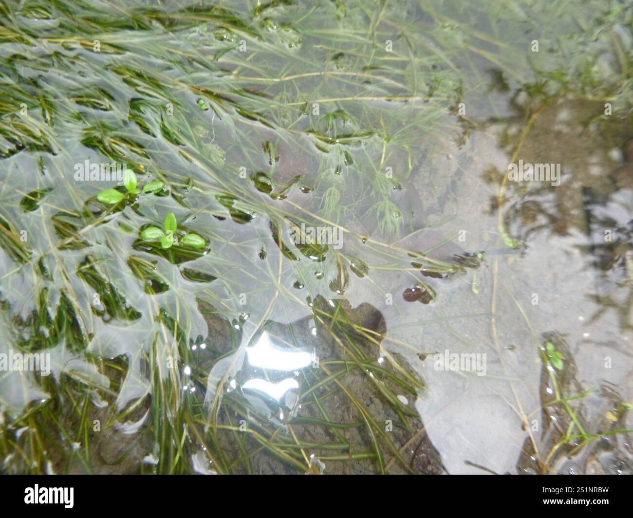 common stonewort (Chara vulgaris Stock Photo - Alamy
