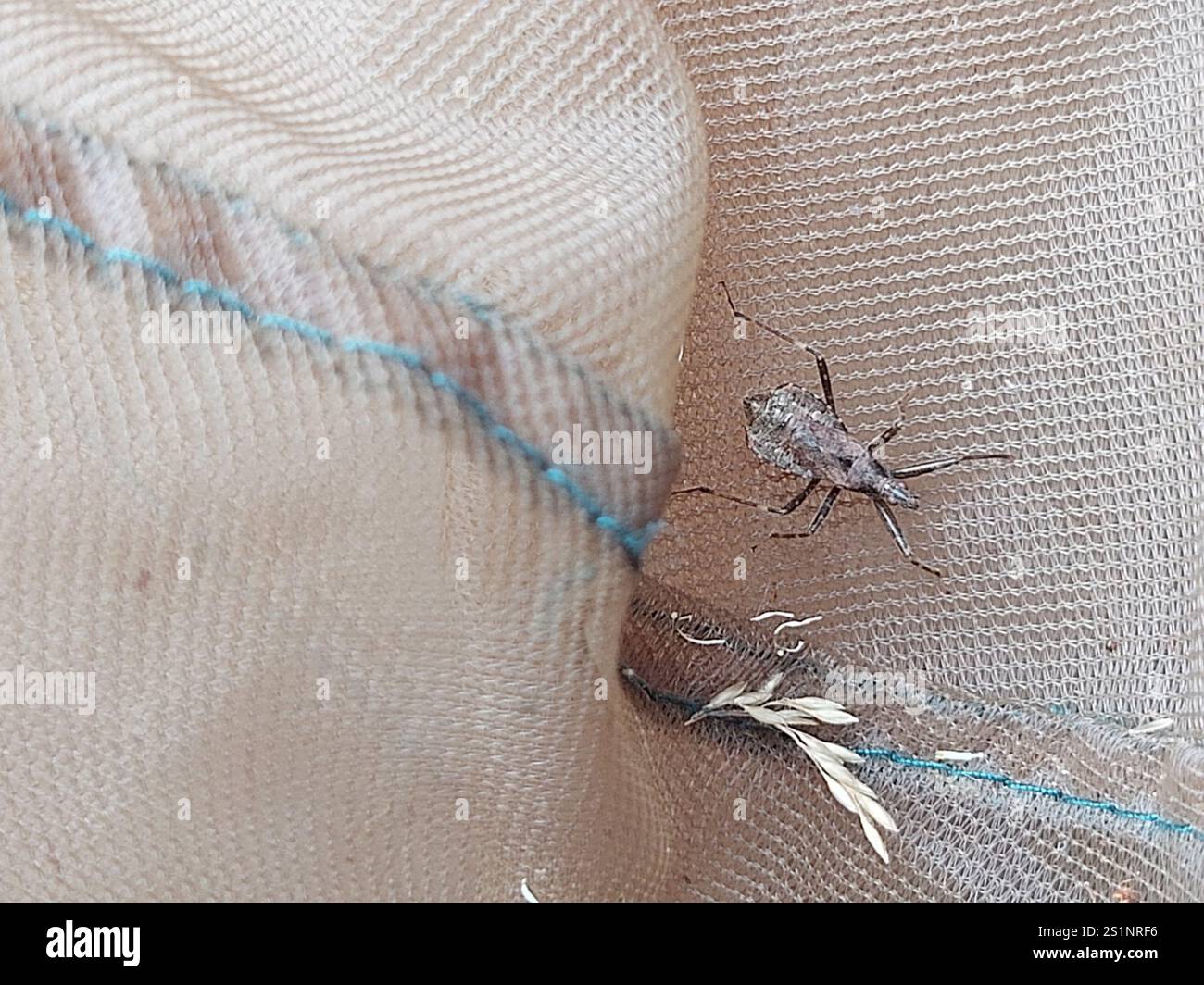 Tree Damsel Bug (Himacerus apterus Stock Photo - Alamy