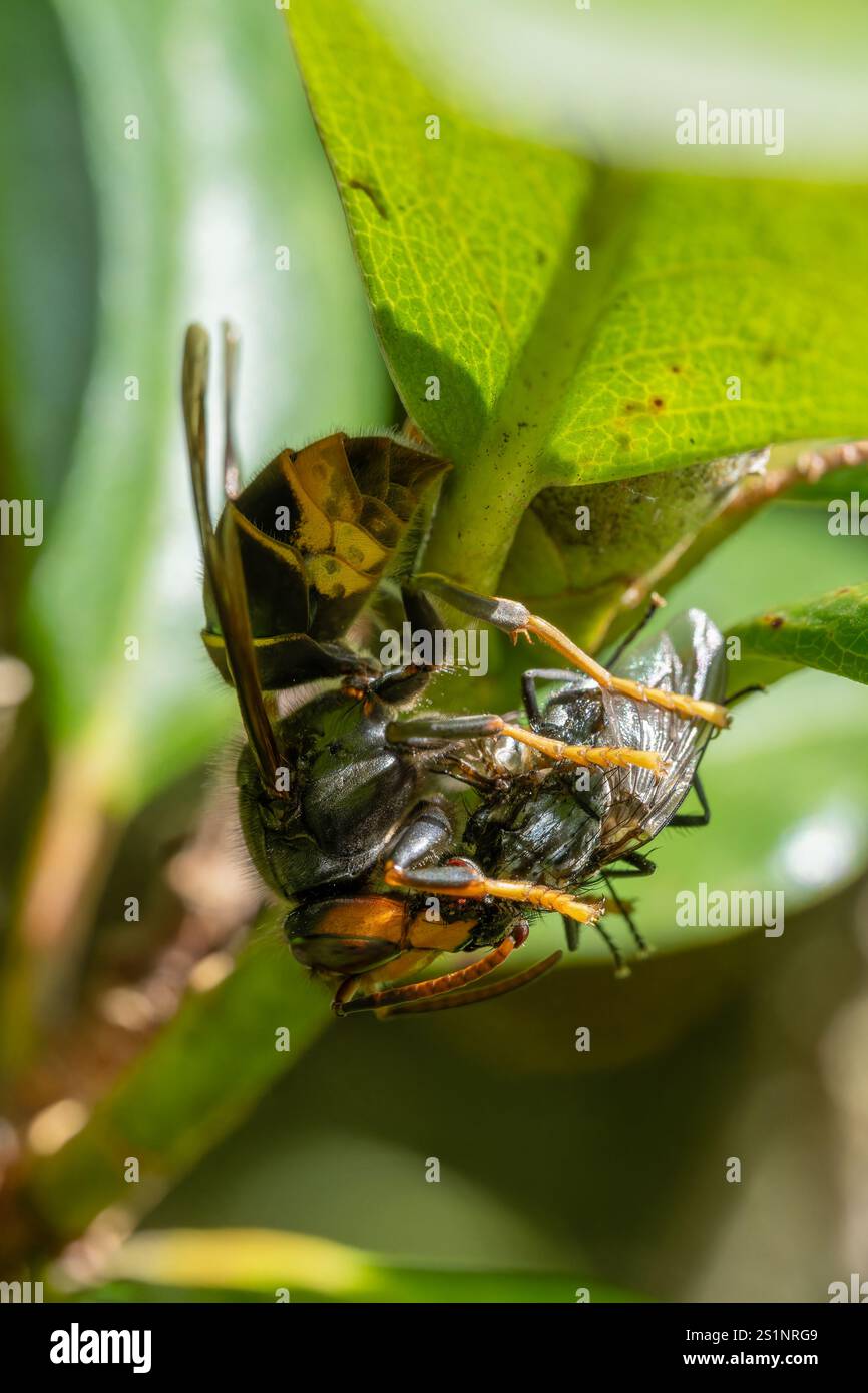 Asian hornet (Vespa velutina) kills and dismembers a captured fly ...
