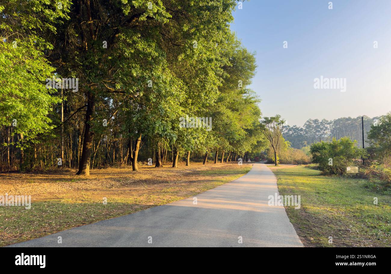 Paved pathway through a lush green landscape, tall trees on the left ...