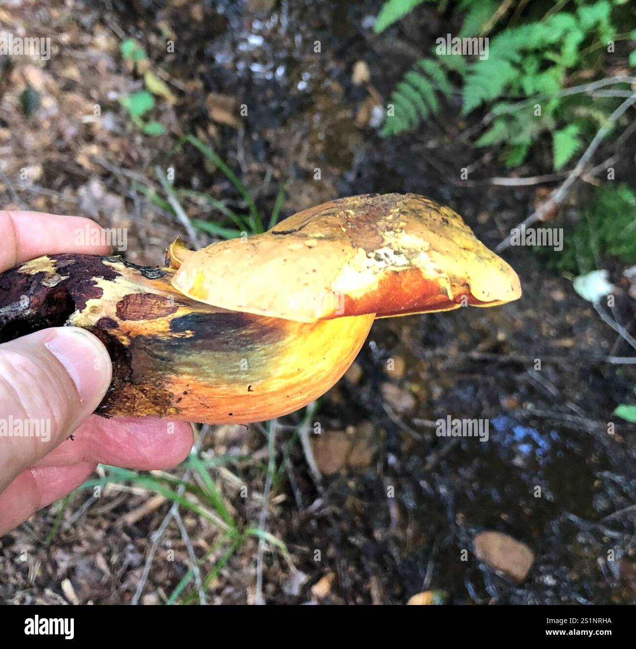 Red-mouth Bolete (Neoboletus subvelutipes Stock Photo - Alamy