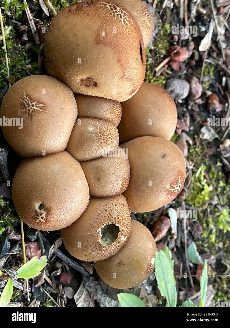 Pear-shaped Puffball (Apioperdon pyriforme Stock Photo - Alamy