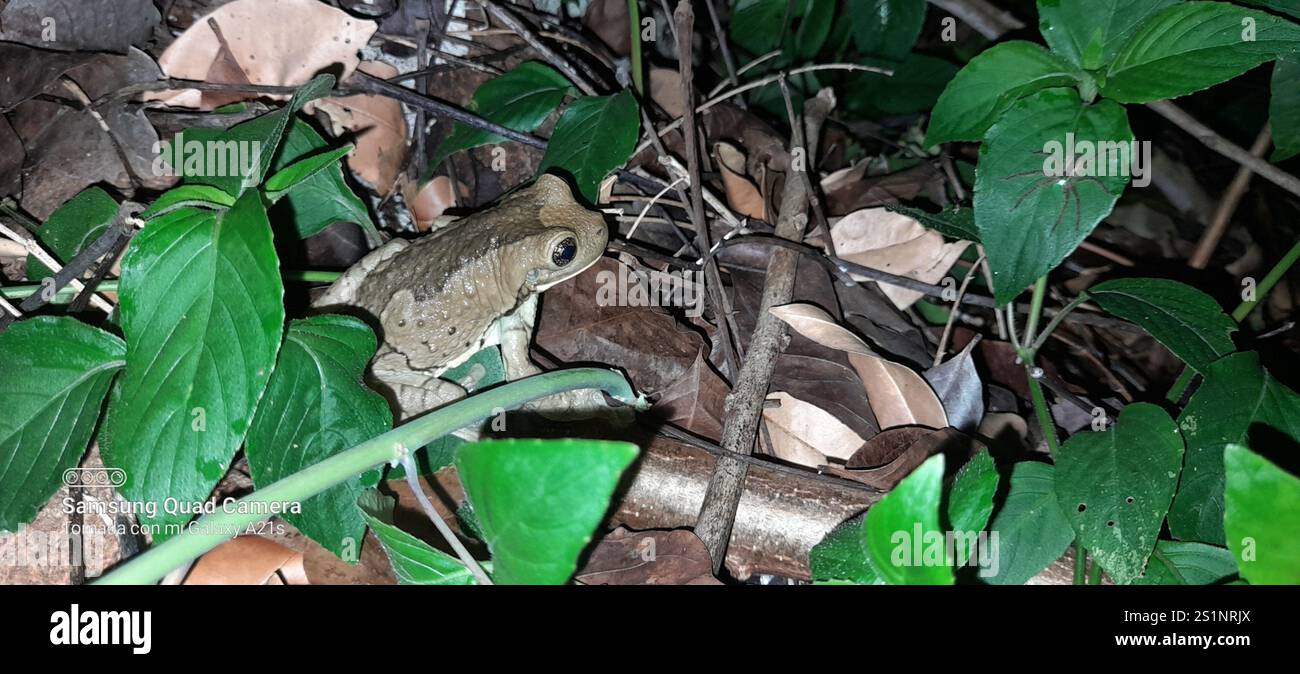 Vermiculated Tree Frog (Trachycephalus vermiculatus Stock Photo - Alamy