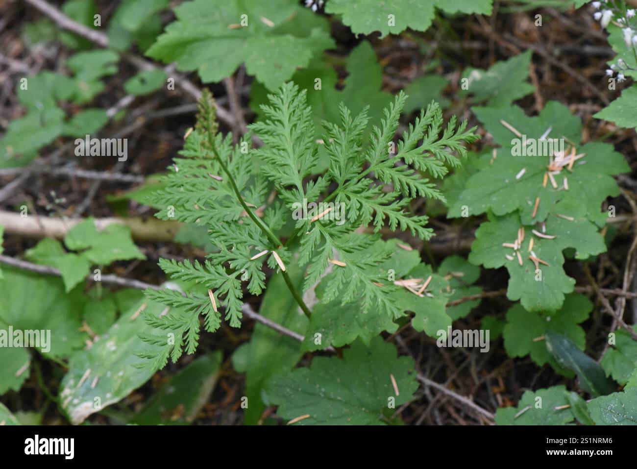 rattlesnake fern (Botrypus virginianus Stock Photo - Alamy