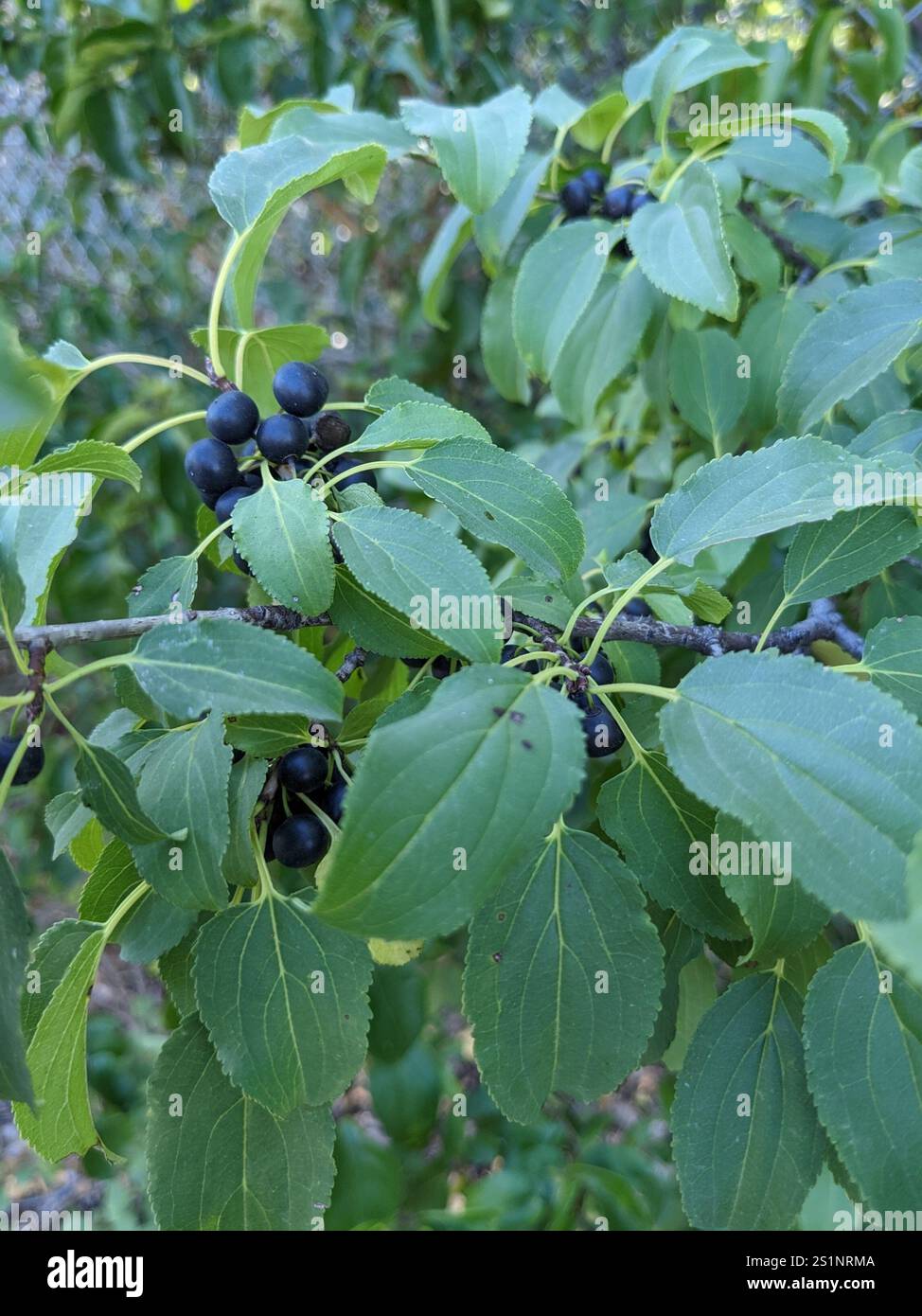 common buckthorn (Rhamnus cathartica Stock Photo - Alamy