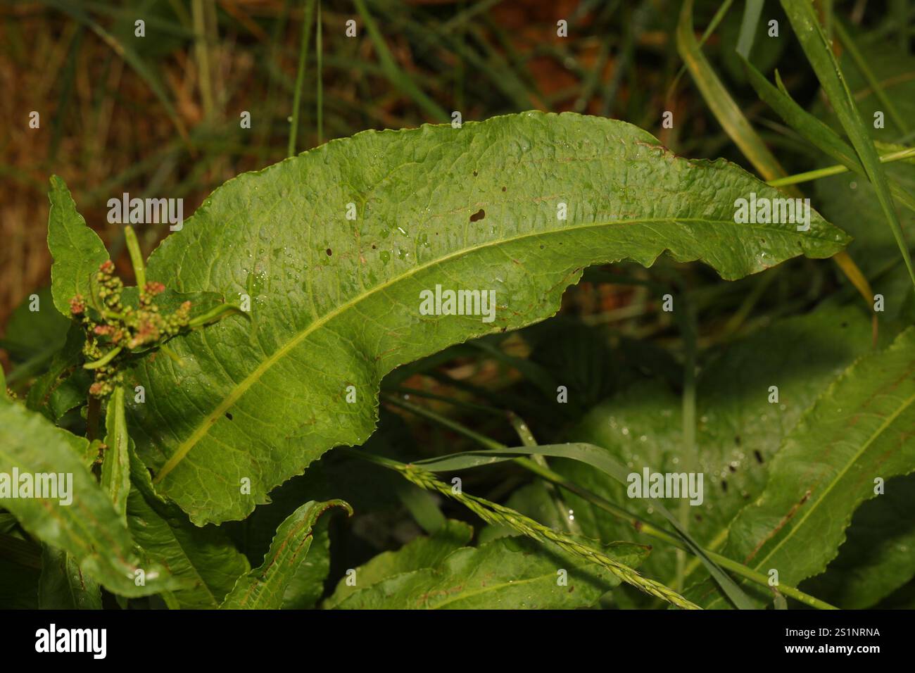 Clustered Dock (Rumex conglomeratus Stock Photo - Alamy